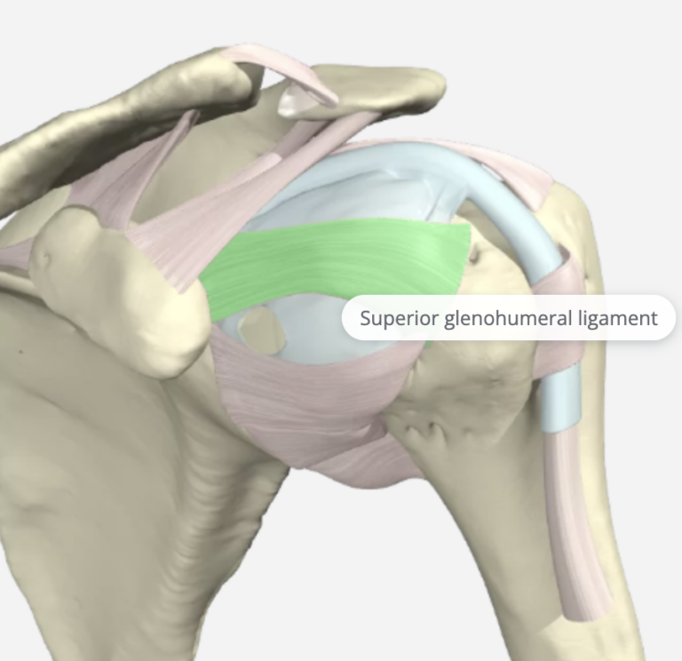 The function of the Glenohumeral Joint Ligaments | Hand Therapy Academy
