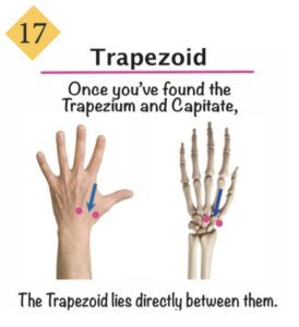 Anatomy and Kinesiology: Top to Bottom | Hand Therapy Academy