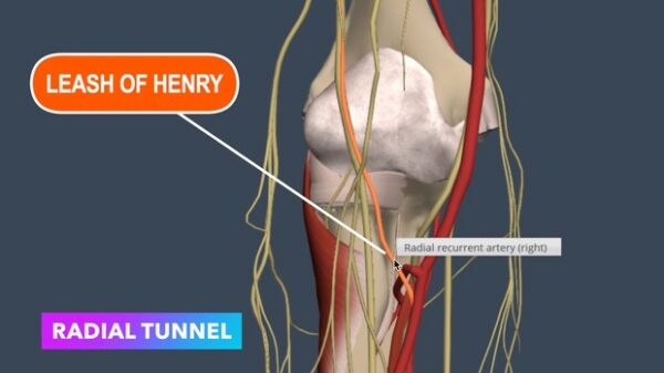 Peripheral Nerve Injuries | Hand Therapy Academy