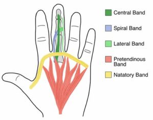 Discovering Dupuytren’s Disease | Hand Therapy Academy