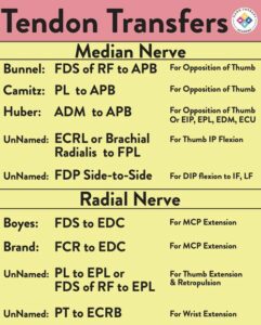 Tendon Transfer Training | Hand Therapy Academy