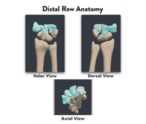 Karpale Kinematik erklärt | Hand Therapy Academy