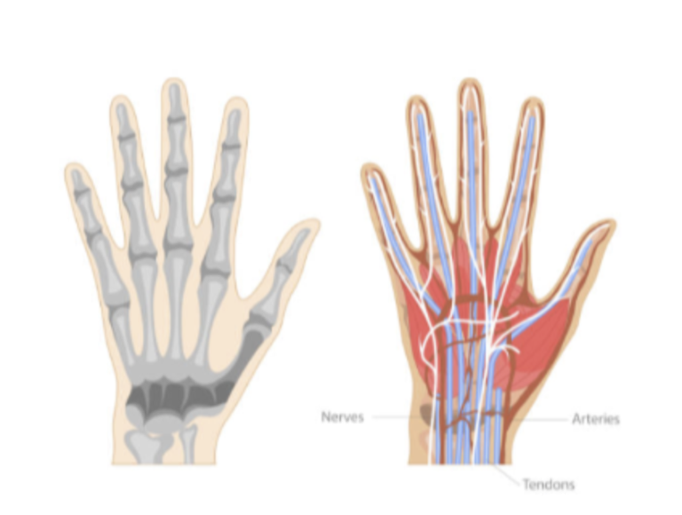 What to Expect with Dog Bites to the Hand for Hand Therapist